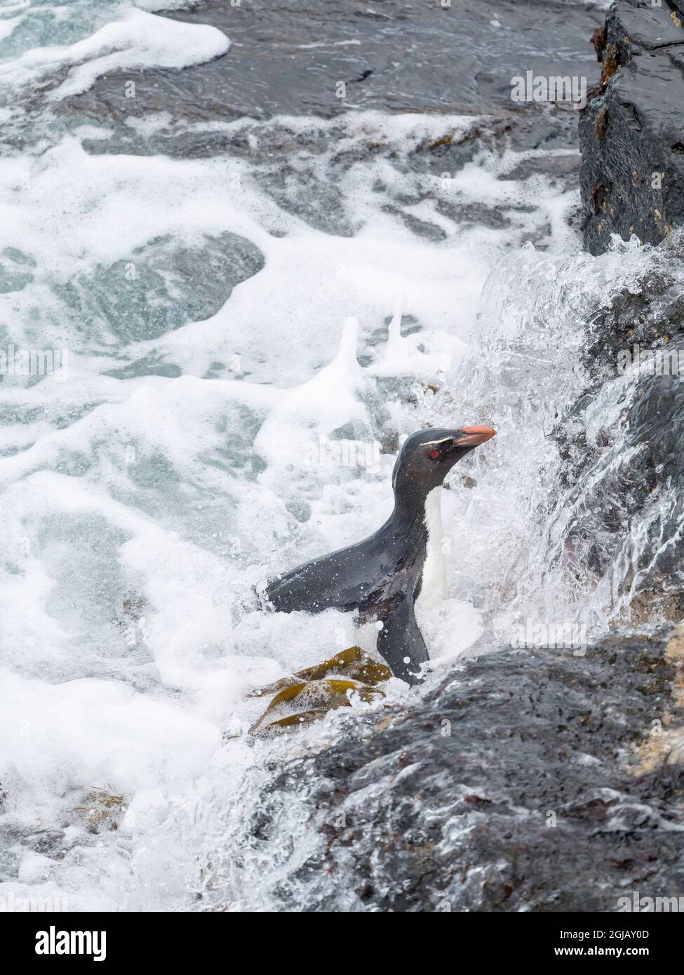 Coming ashore and climbing a steep cliff on Bleaker Island. Rockhopper ...