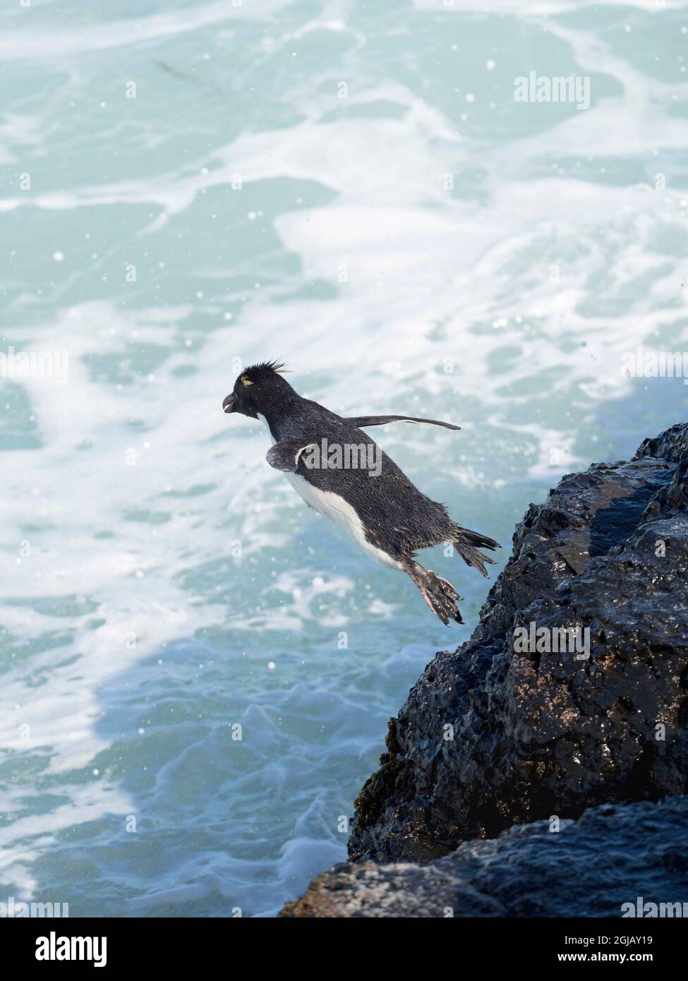 Rockhopper penguin jumping hi-res stock photography and images - Alamy