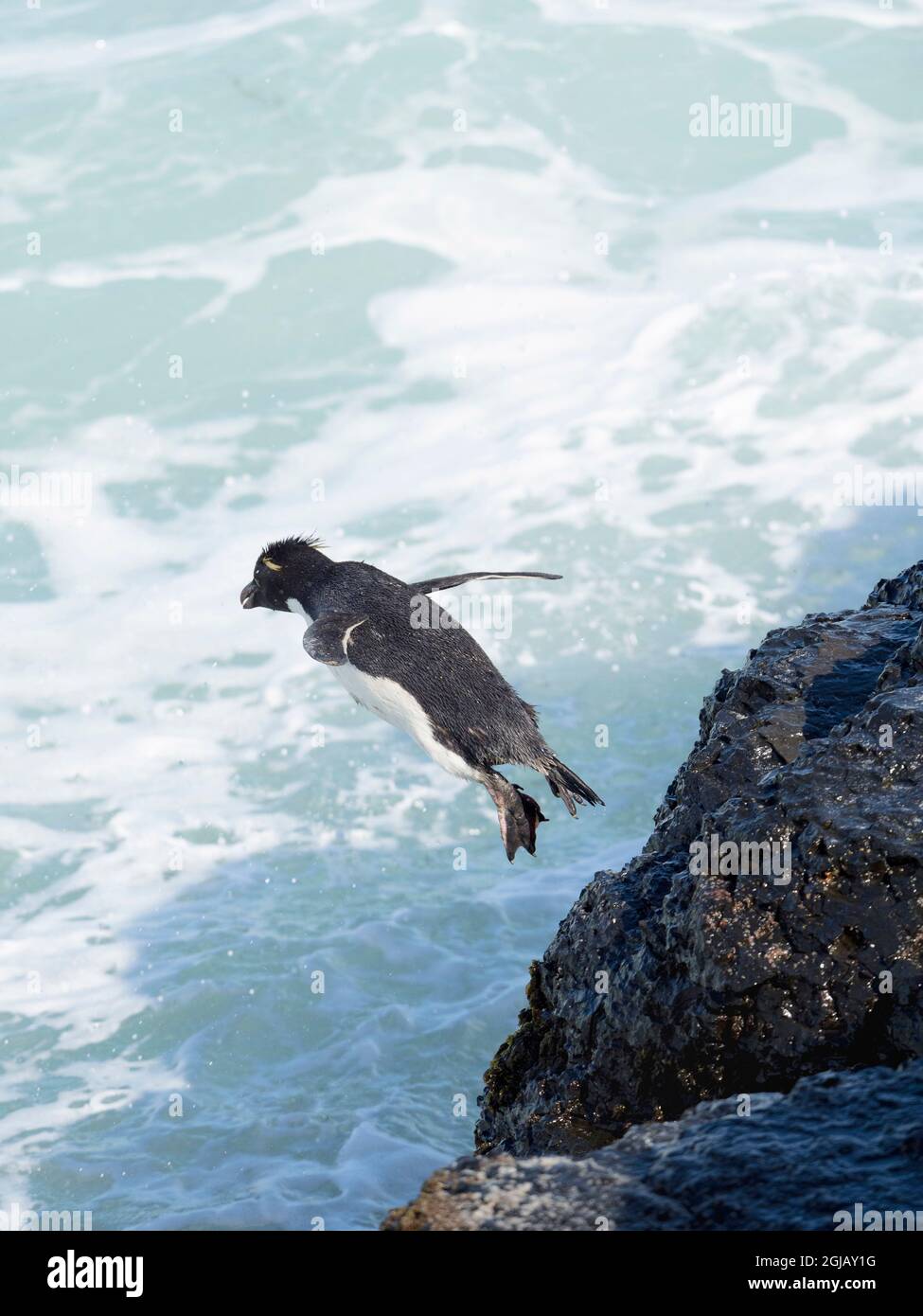 Rockhopper Penguin Jumping