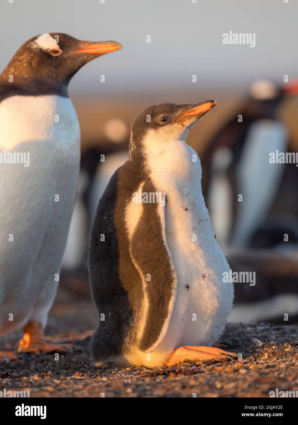 Chick in colony. Gentoo penguin on the Falkland Islands. South America ...