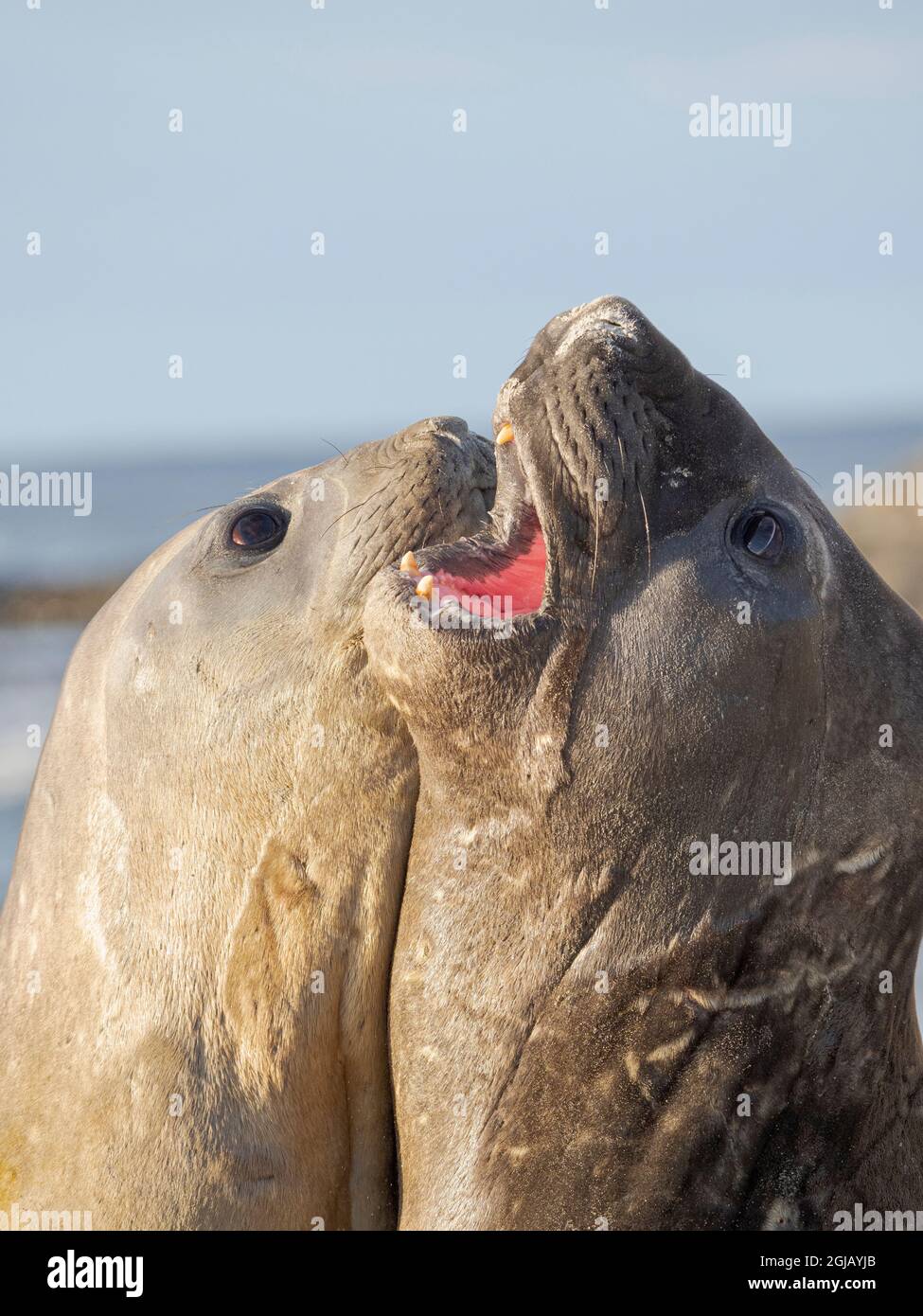 Southern elephant seal (Mirounga leonina) after harem and breeding ...