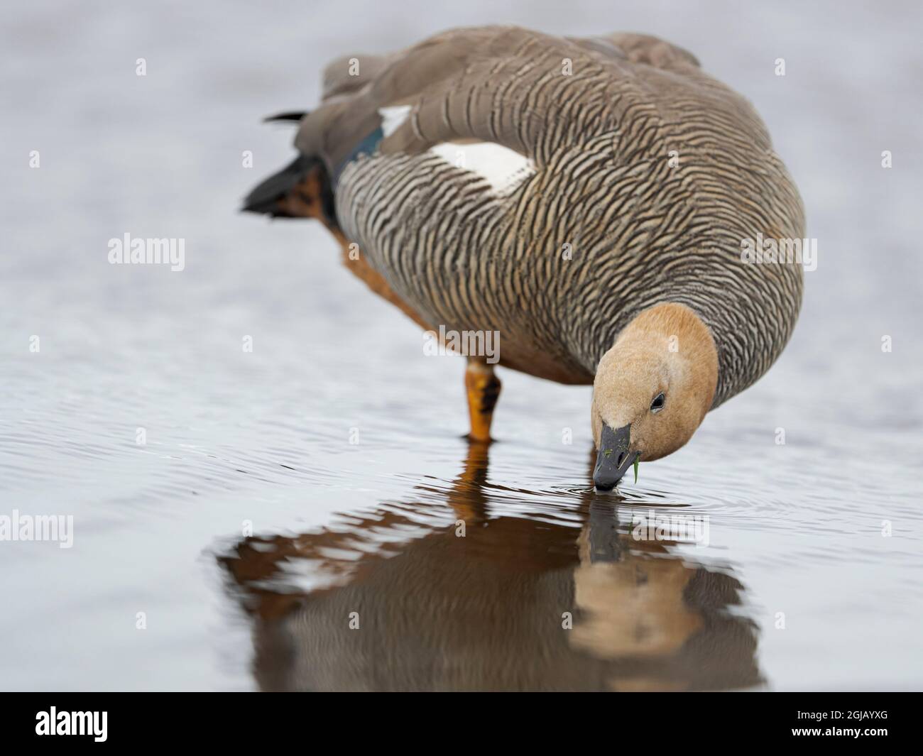Lion goose hi-res stock photography and images - Alamy