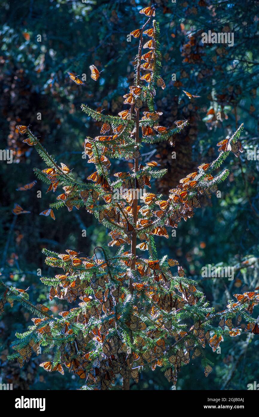 A monarch butterfly Christmas Tree, El Rosario Reserve, Mexico Stock ...