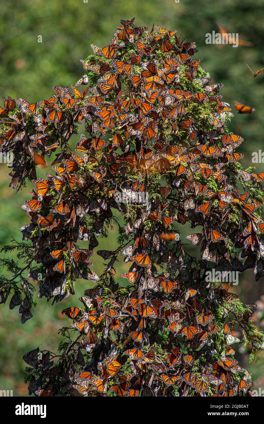 Monarch Butterfly migration in Mexico is protected as a Unesco ...