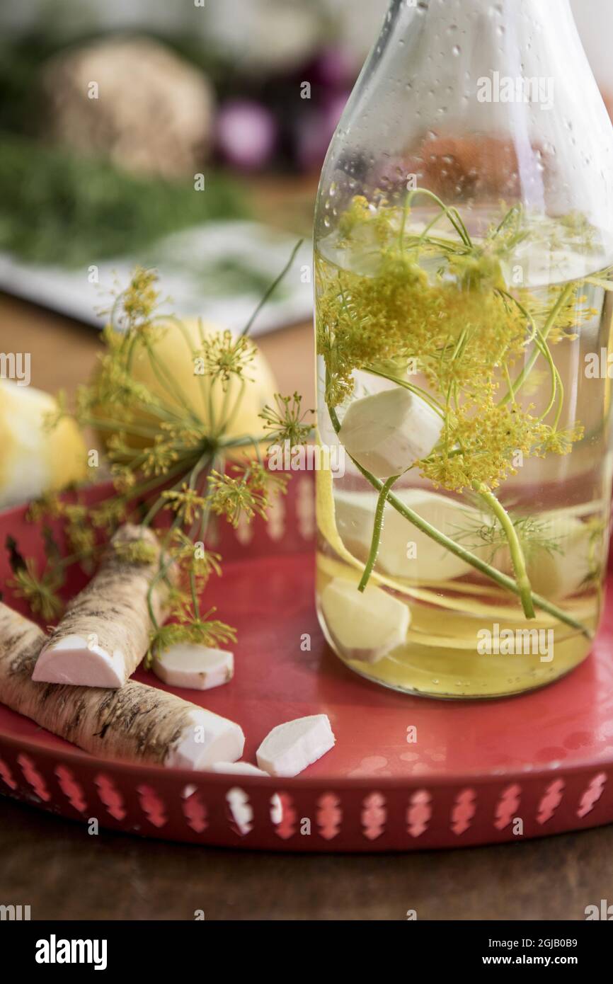 Homemade snaps with dill and horseradish Foto: Christine Olsson / TT ...