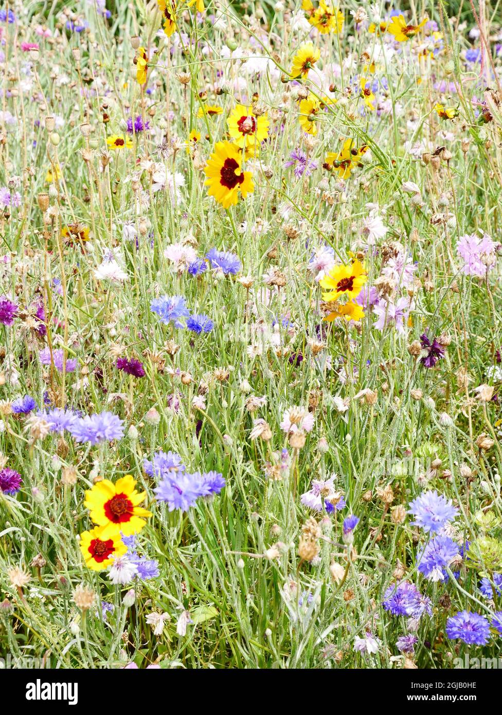 wildflowers mix of plants in flowering in colourful summer display ...