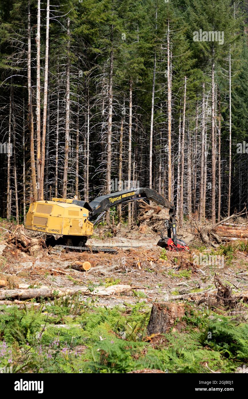 Logging and cutting of trees On Vancouver Island British Columbia ...