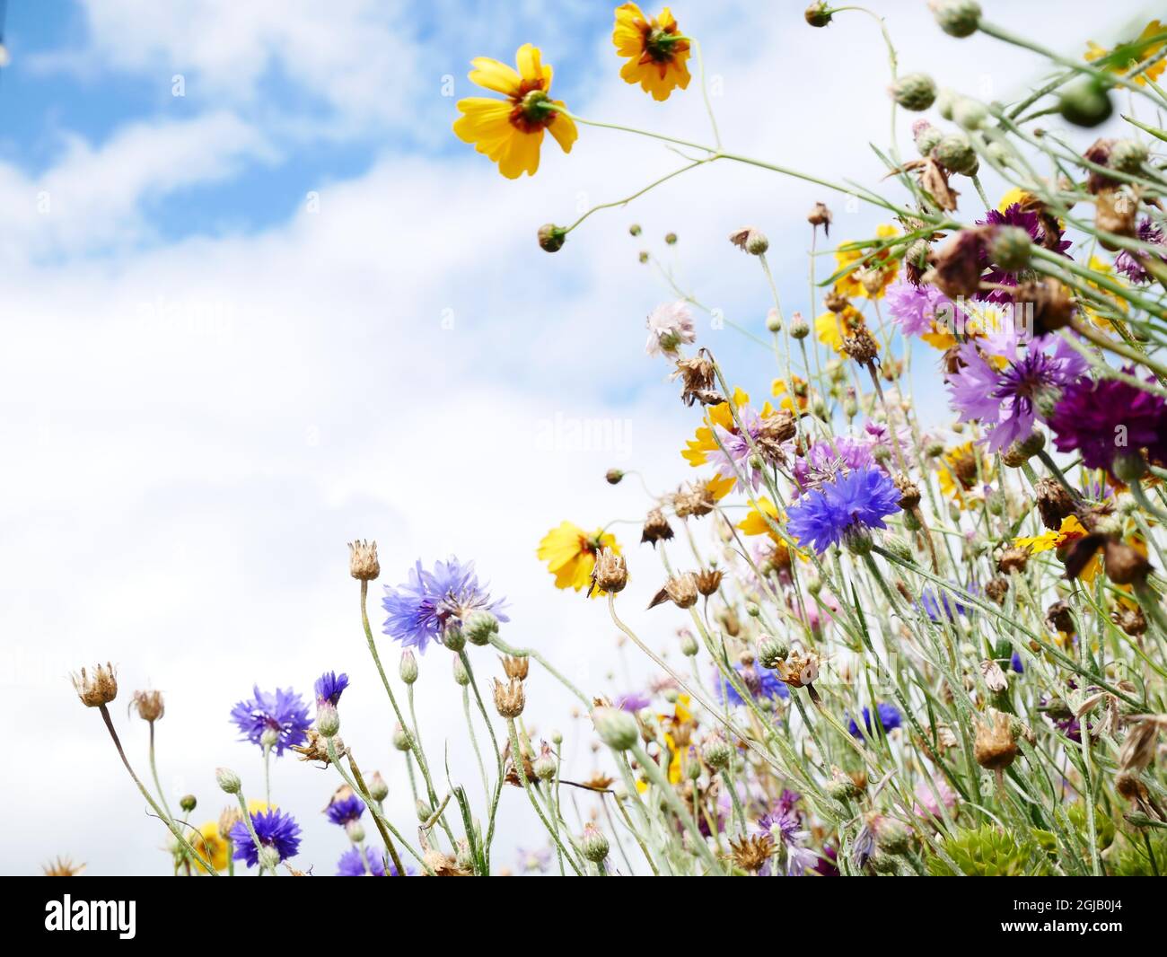 wildflowers mix of plants in flowering in colourful summer display ...