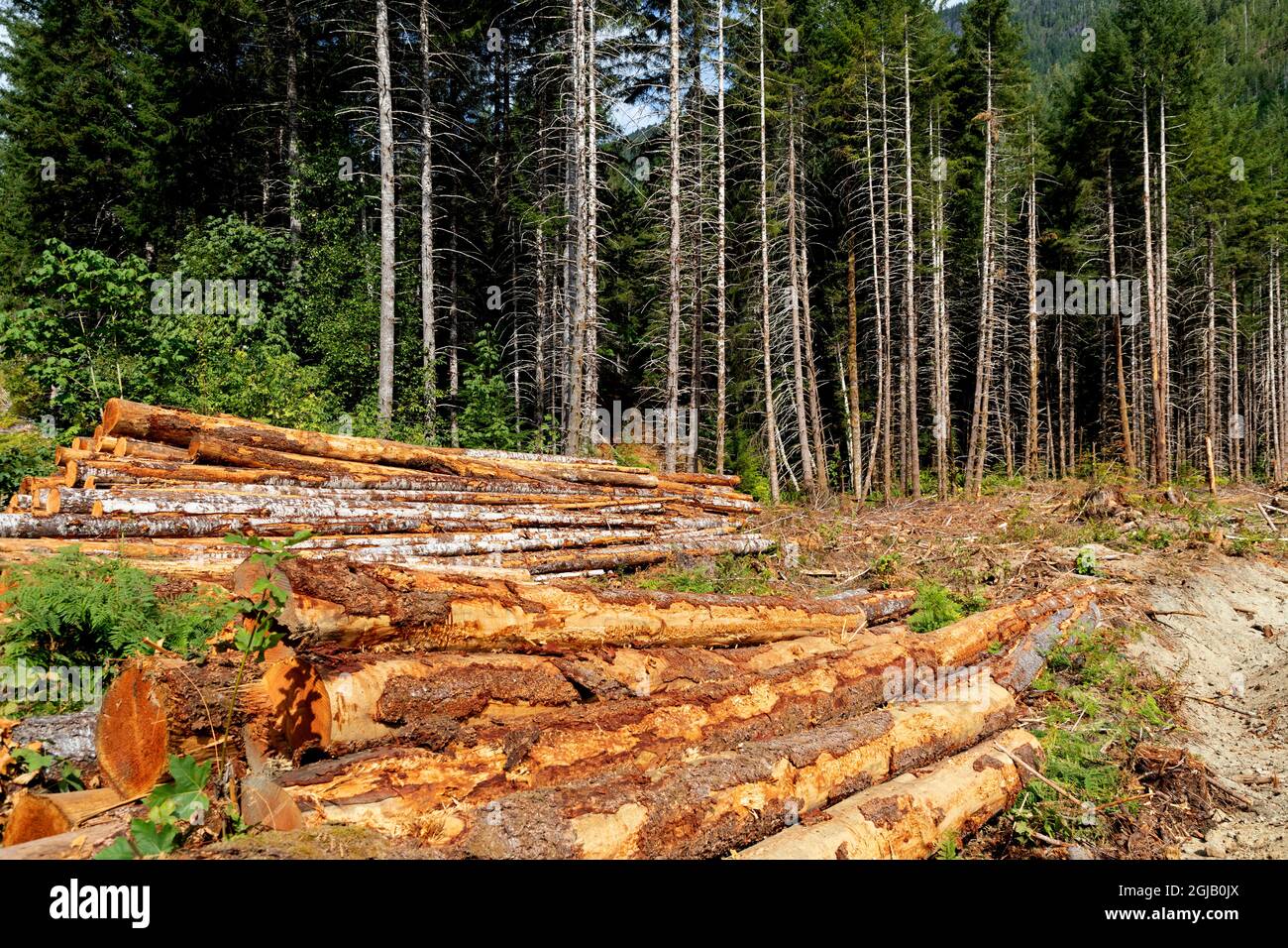 Logging business hi-res stock photography and images - Alamy