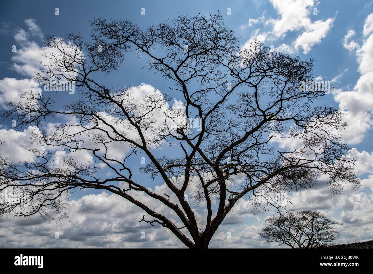 branch of tress Stock Photo - Alamy