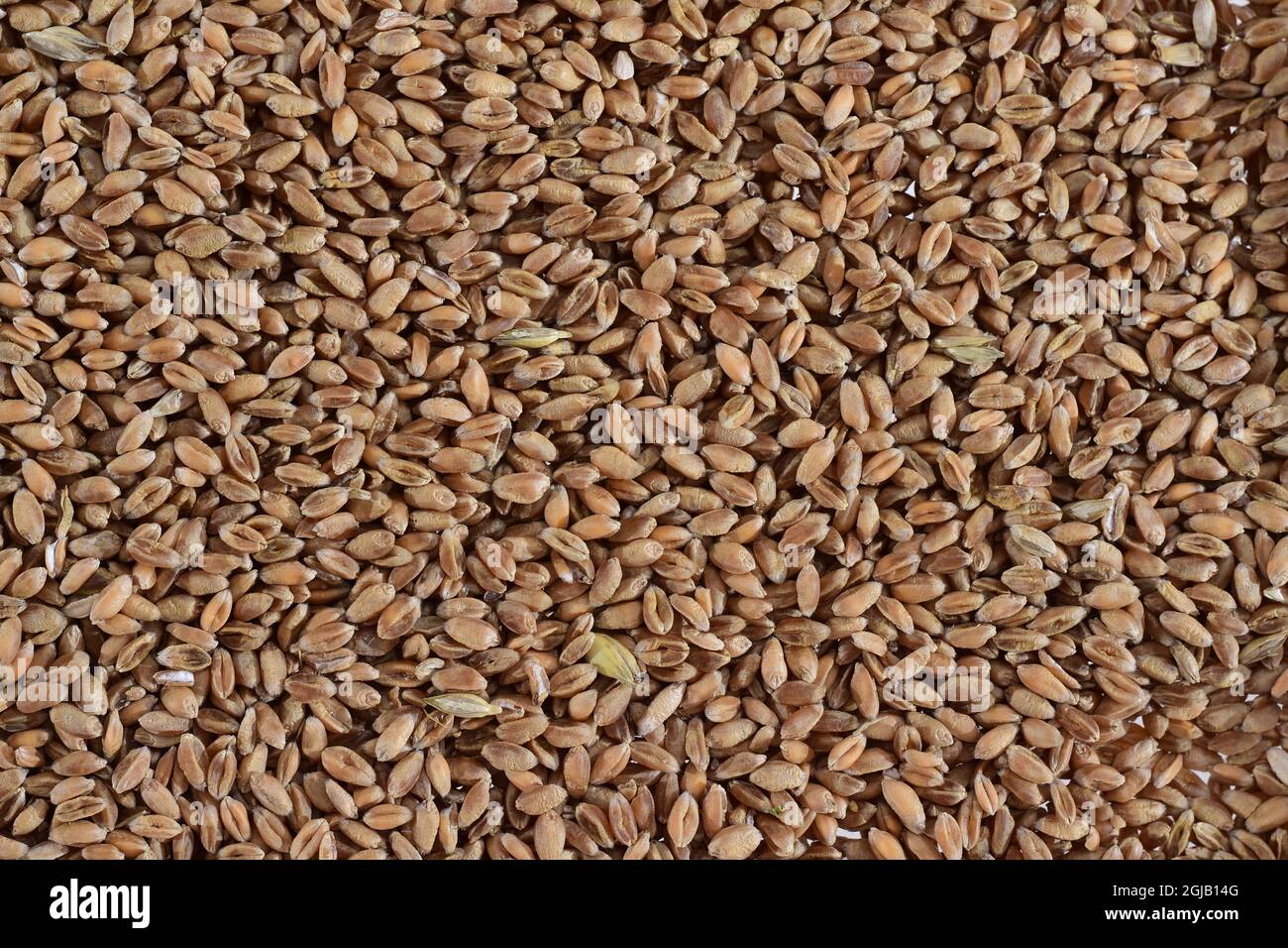 Grains of various cereals in close-up and magnification Stock Photo - Alamy