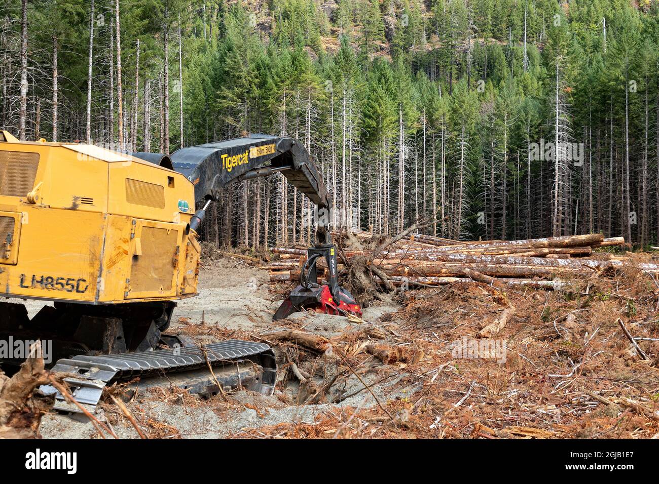 Logging business hi-res stock photography and images - Alamy