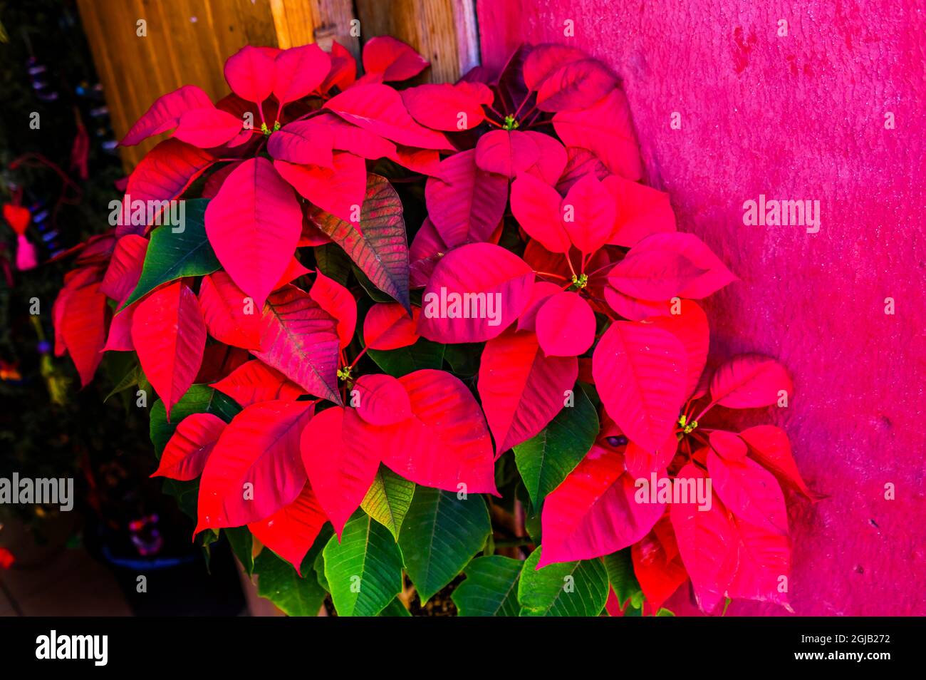 Colorful Mexican Christmas red poinsettia, Oaxaca, Juarez, Mexico Stock ...