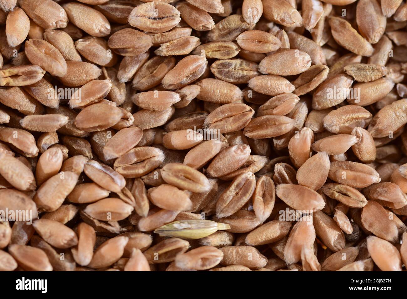 Grains of various cereals in close-up and magnification Stock Photo - Alamy