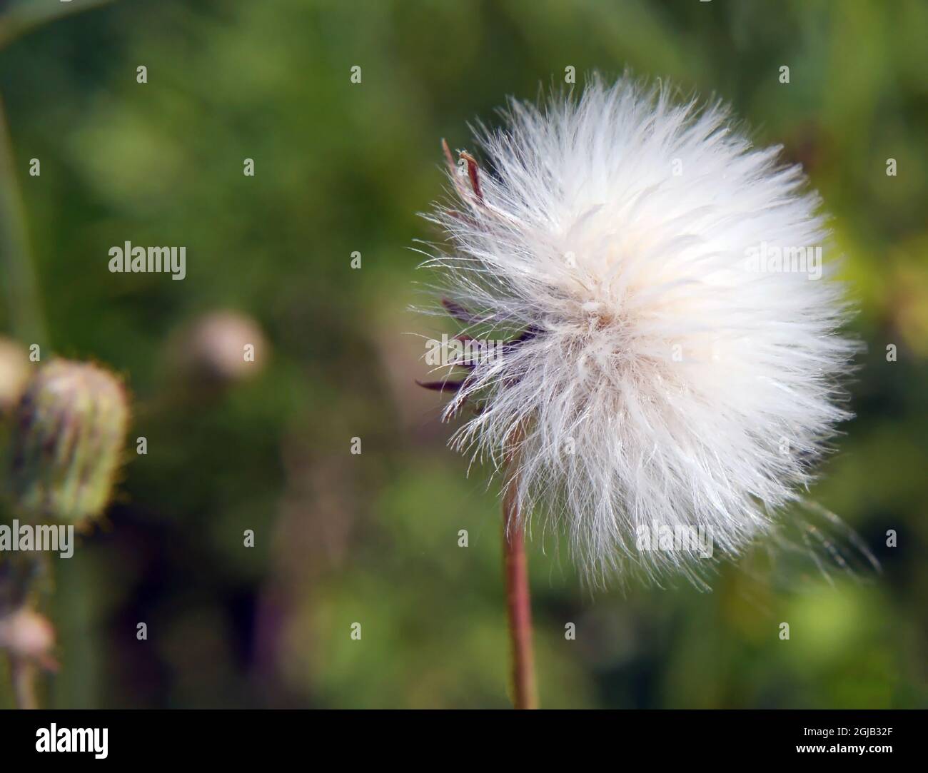 White fluffs hi-res stock photography and images - Alamy