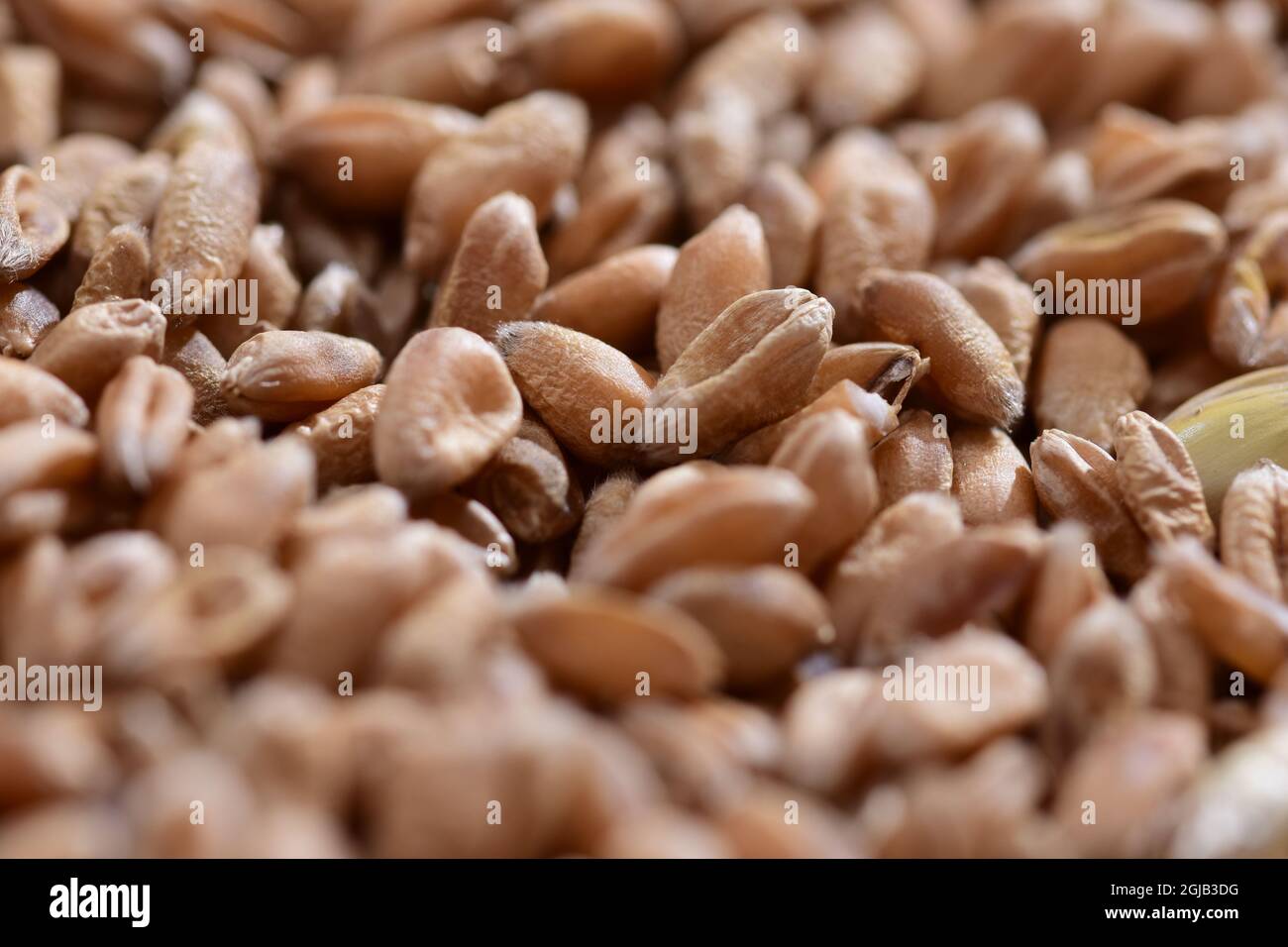 Grains of various cereals in close-up and magnification Stock Photo - Alamy