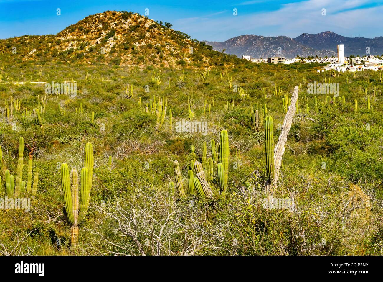 Mexican Village, Sonoran Desert shrubland in Cabo San Lucas, Mexico ...