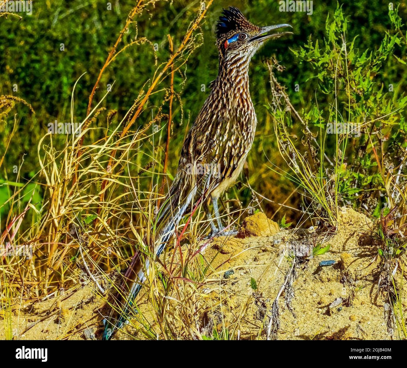 Colorful Greater Roadrunner, Sonoran Desert shrubland in Cabo San Lucas ...