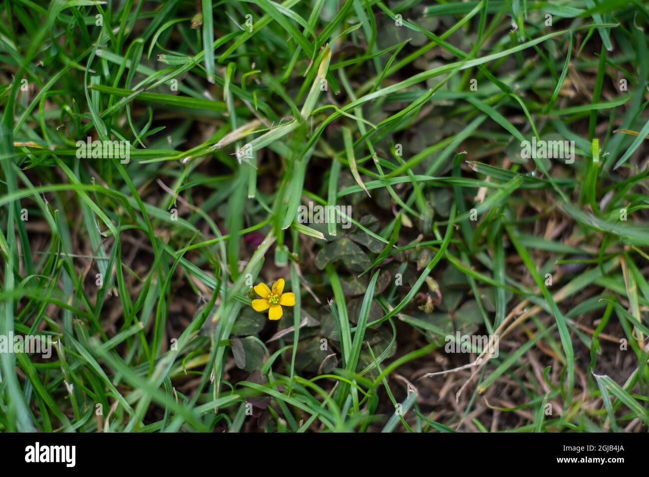 Sour grass hi-res stock photography and images - Alamy