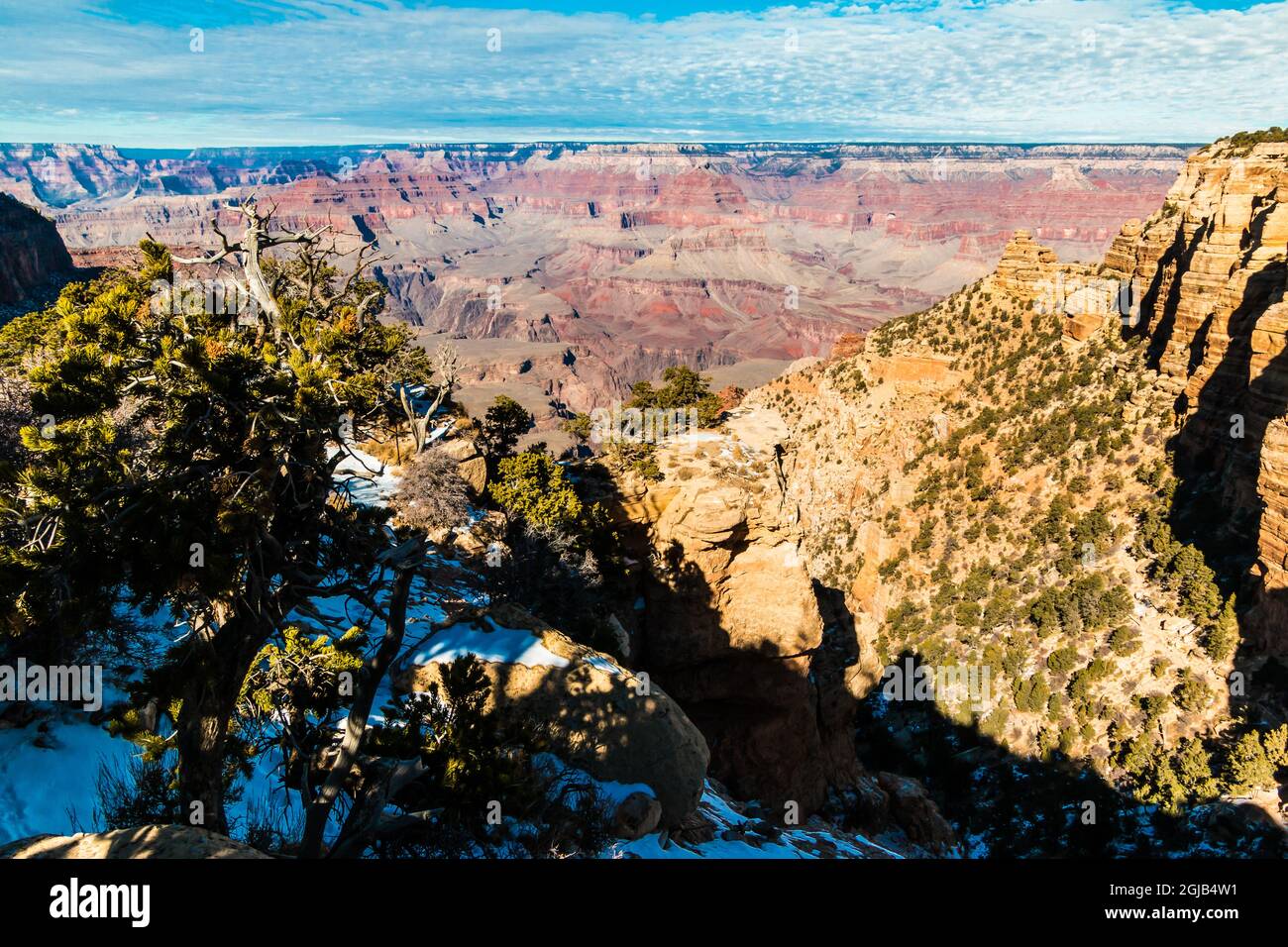 Pinyon pine tree hi-res stock photography and images - Alamy