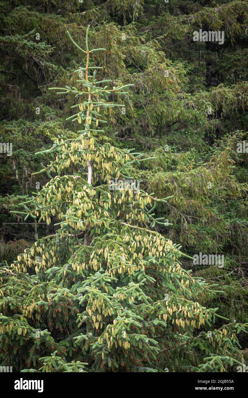 Don young alaska hi-res stock photography and images - Alamy