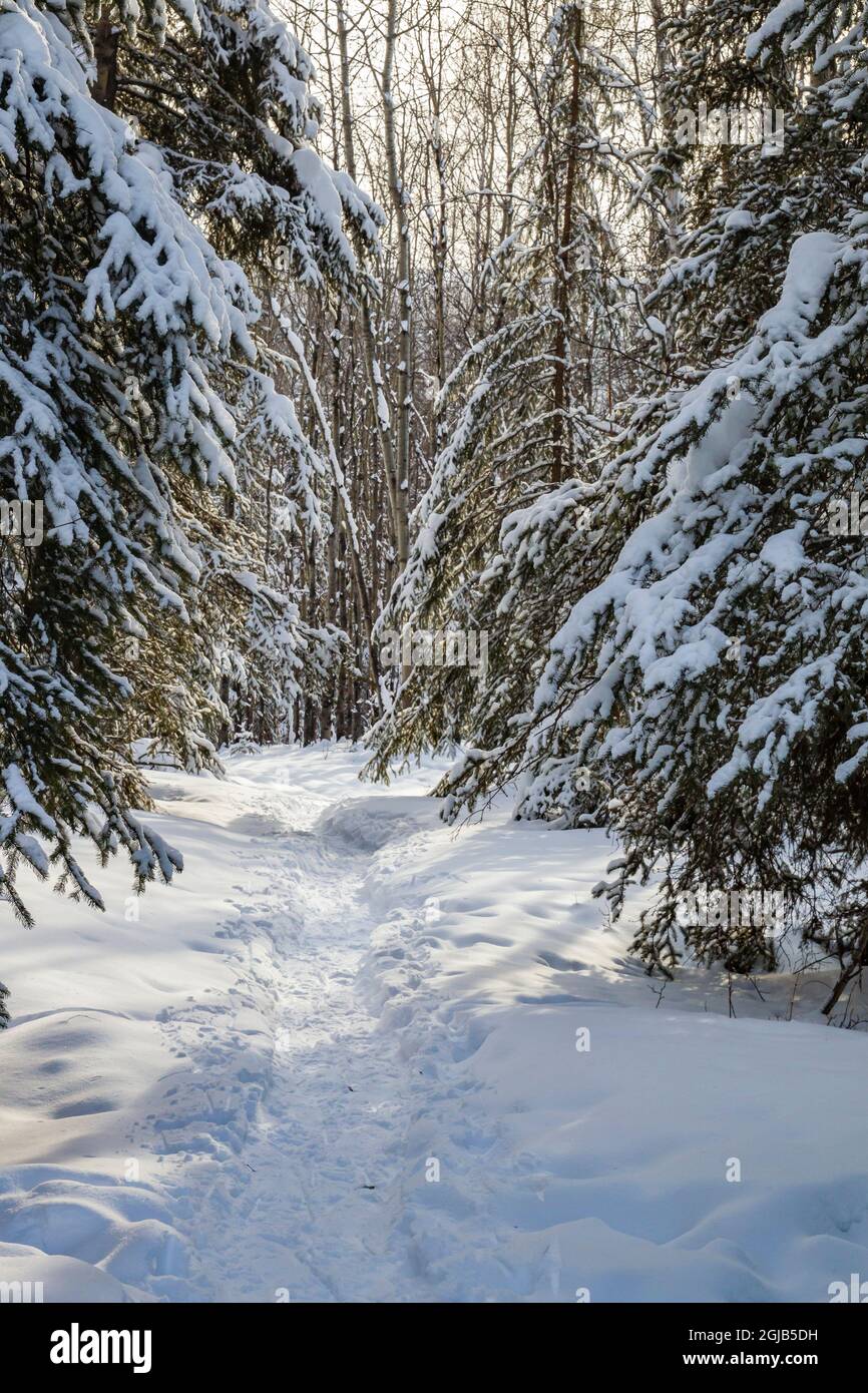 USA, Alaska. Snowy forest path Stock Photo - Alamy