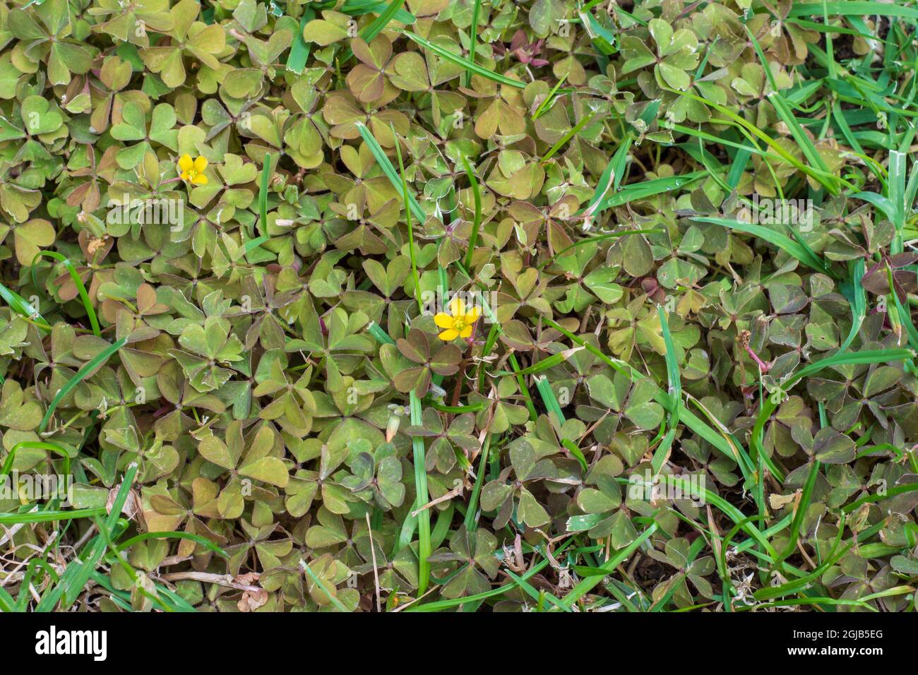 Sour grass hi-res stock photography and images - Alamy