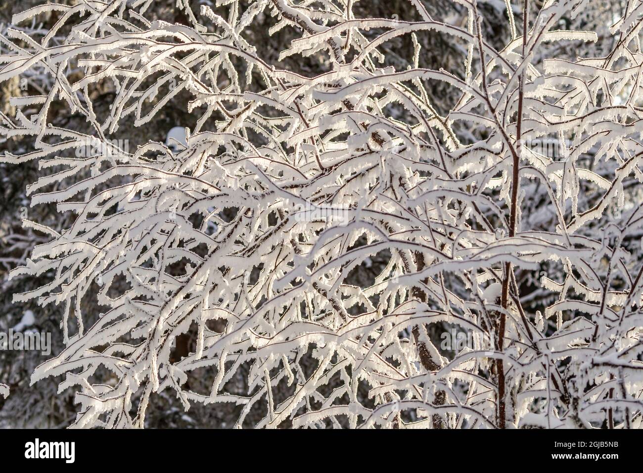 USA, Alaska. Frost-covered tree limbs Stock Photo - Alamy