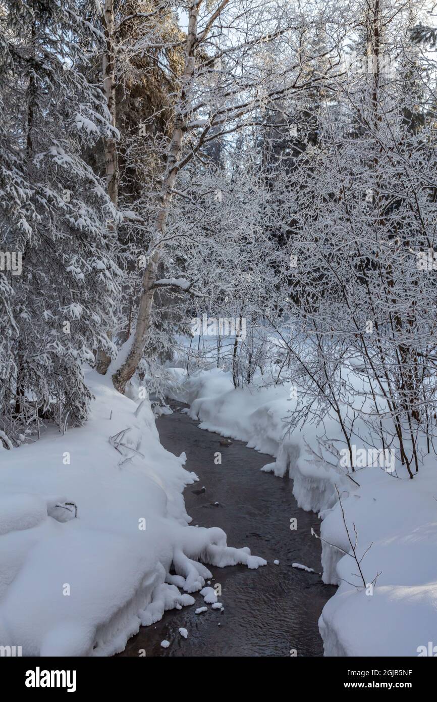 USA, Alaska. Stream and frosted trees in winter Stock Photo - Alamy