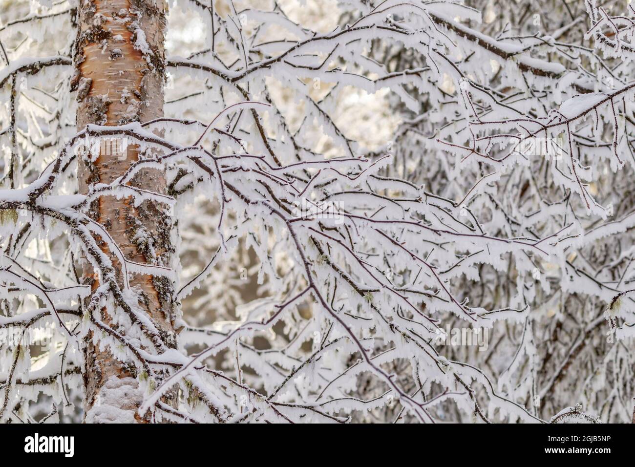 USA, Alaska. Frost-covered tree limbs Stock Photo - Alamy