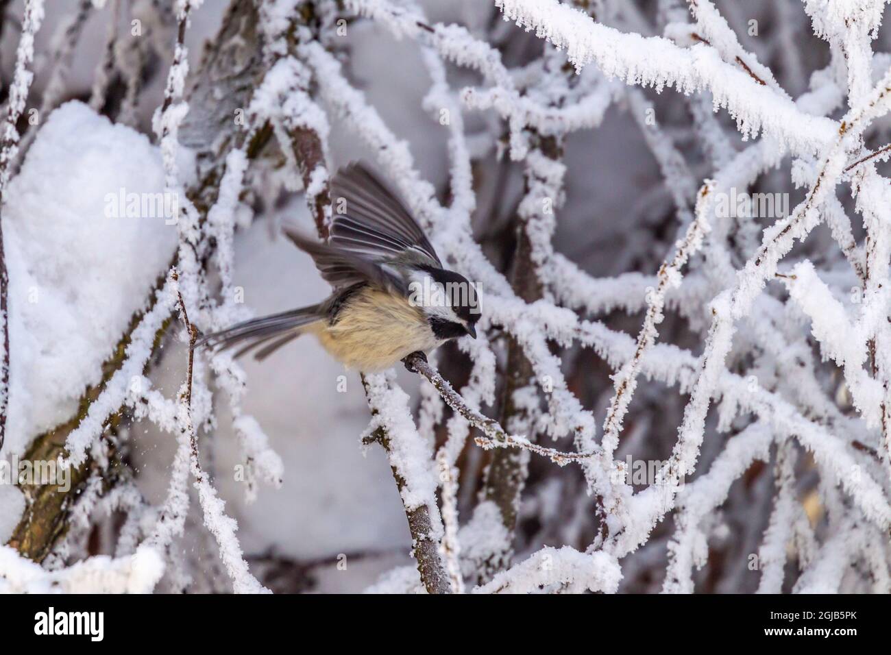 Black capped chickadee hi-res stock photography and images - Alamy