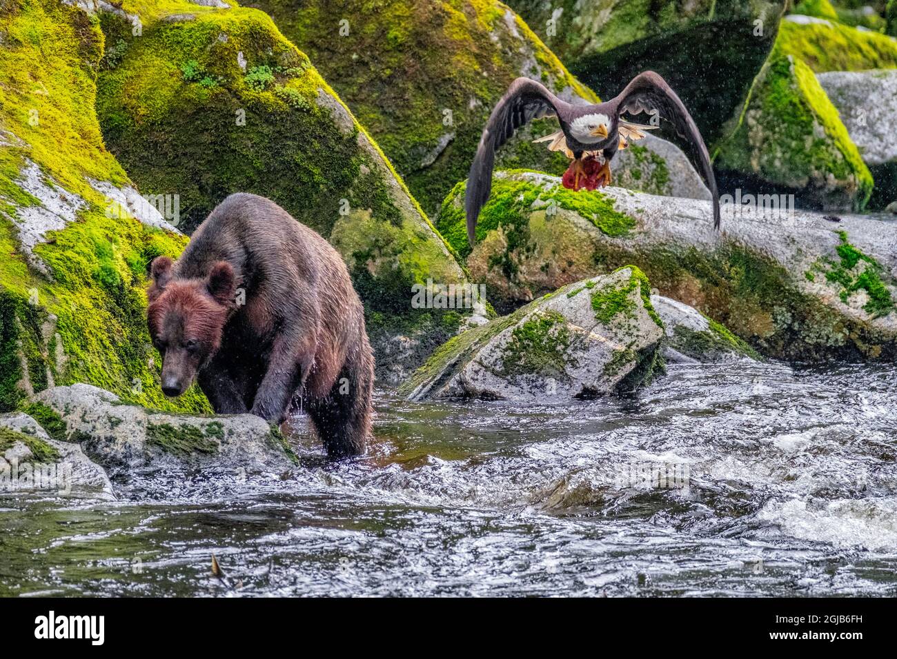 Grizzly Bear, salmon run, Anan Creek, Wrangell, Alaska, USA Stock Photo ...