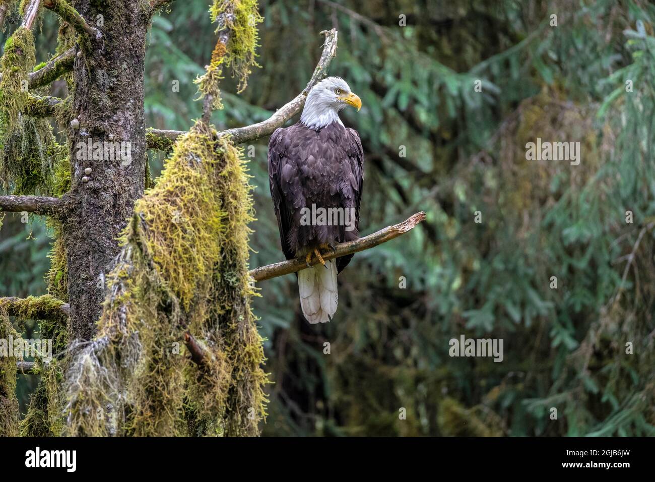 Bald Eagle, Anan Creek Wrangell, Alaska, USA Stock Photo - Alamy