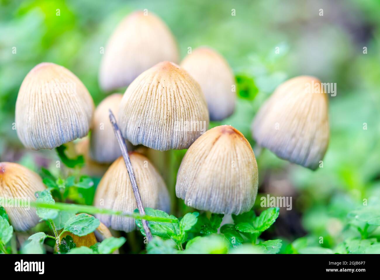 Coprinellus micaceus, Coprinus micaceus, commonly known as Glistening ...