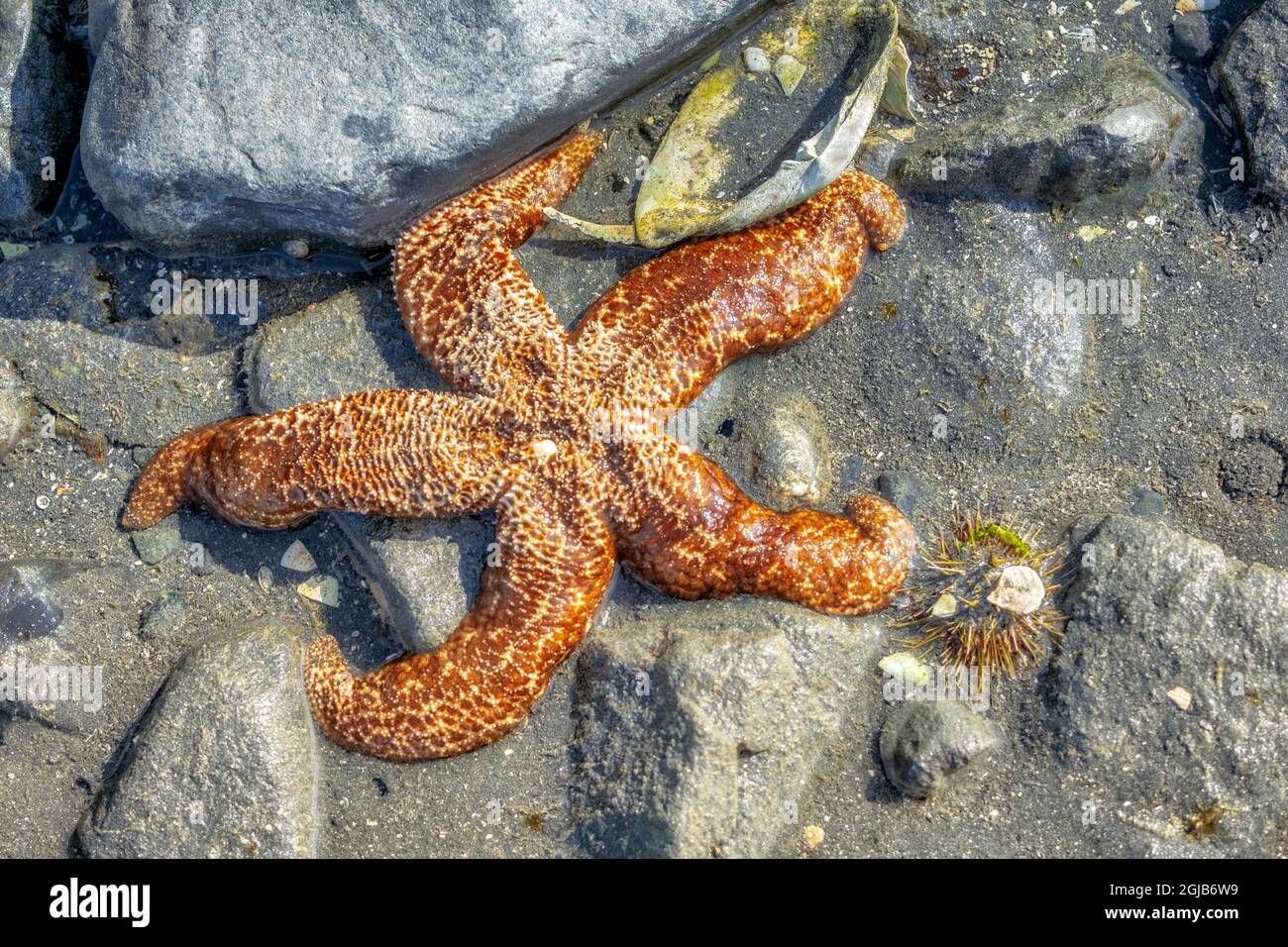 Starfish low tide alaska hi-res stock photography and images - Alamy