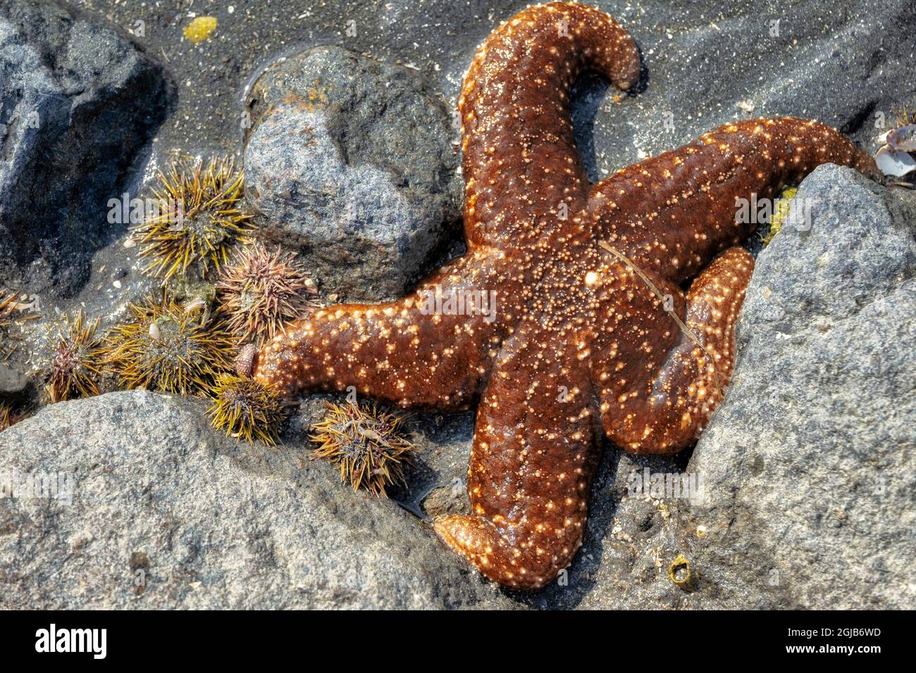 Sea Star, tidal pool, Juneau, Alaska, USA Stock Photo - Alamy