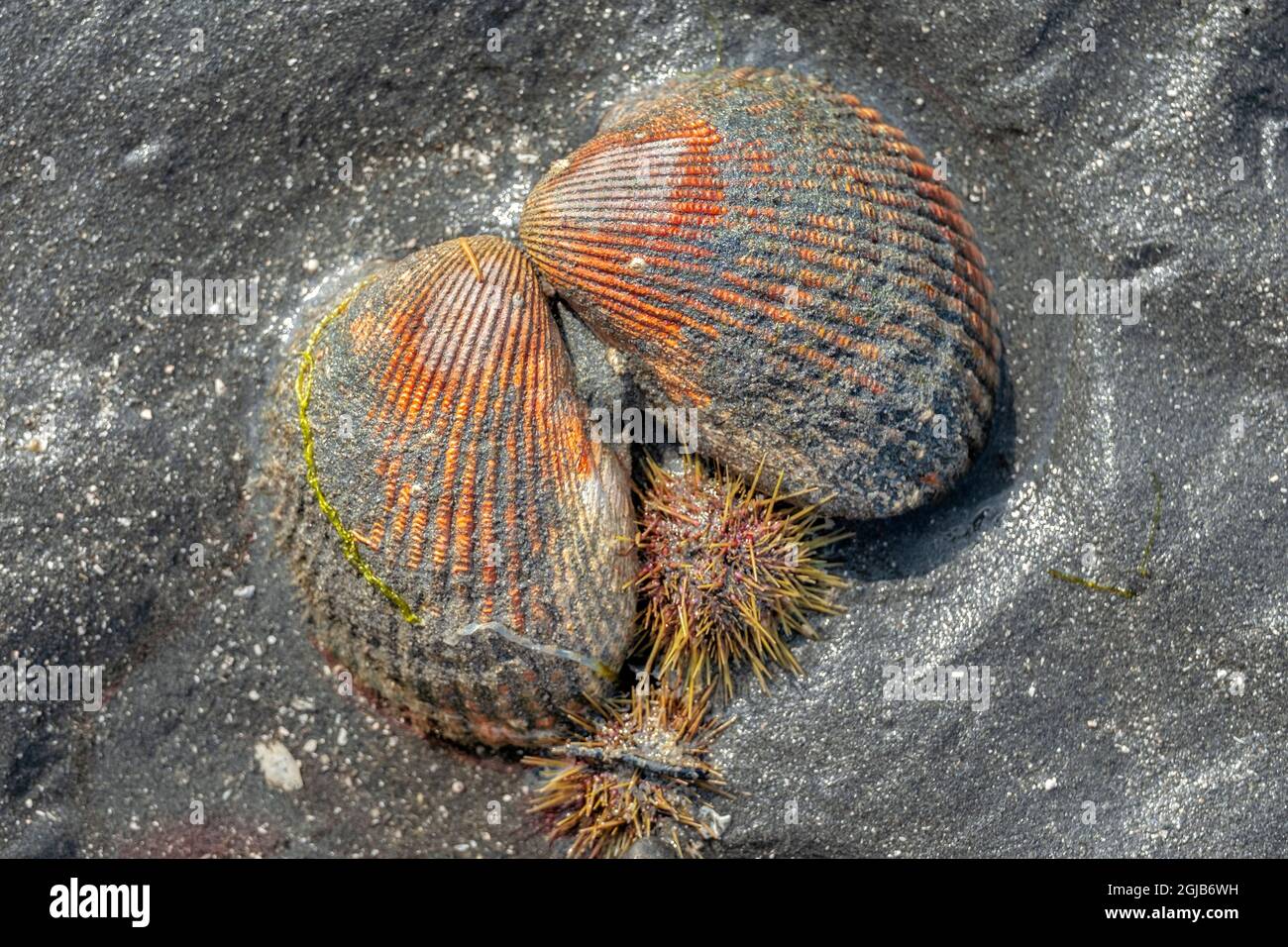 bivalve and urchin, tidal pool, Juneau, Alaska, USA Stock Photo - Alamy