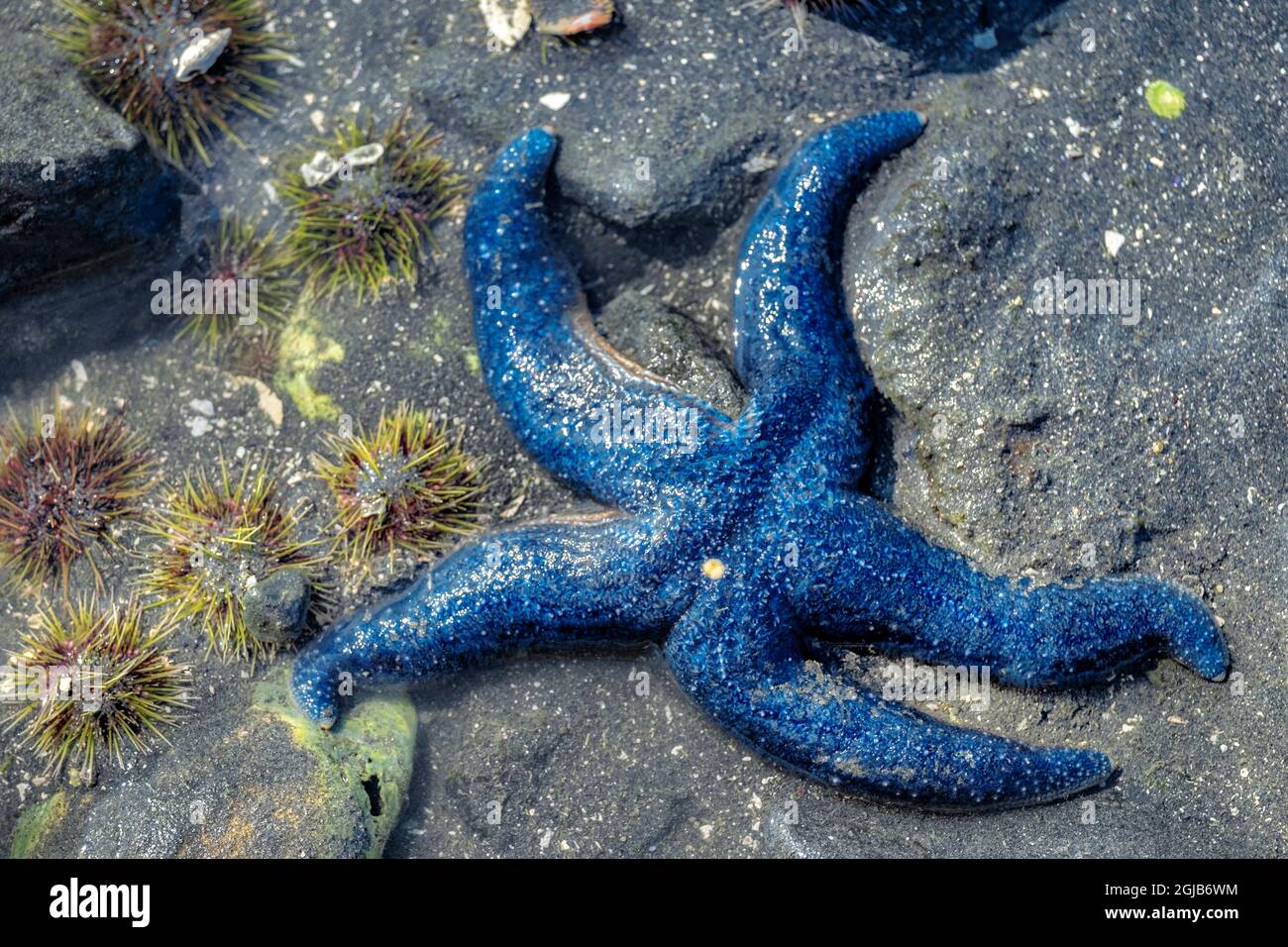 Starfish low tide alaska hi-res stock photography and images - Alamy