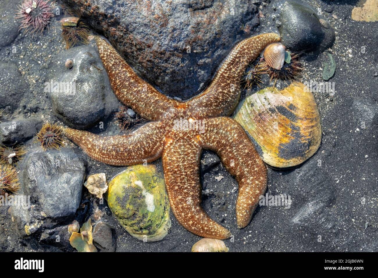 Sea Star, tidal pool, Juneau, Alaska, USA Stock Photo - Alamy