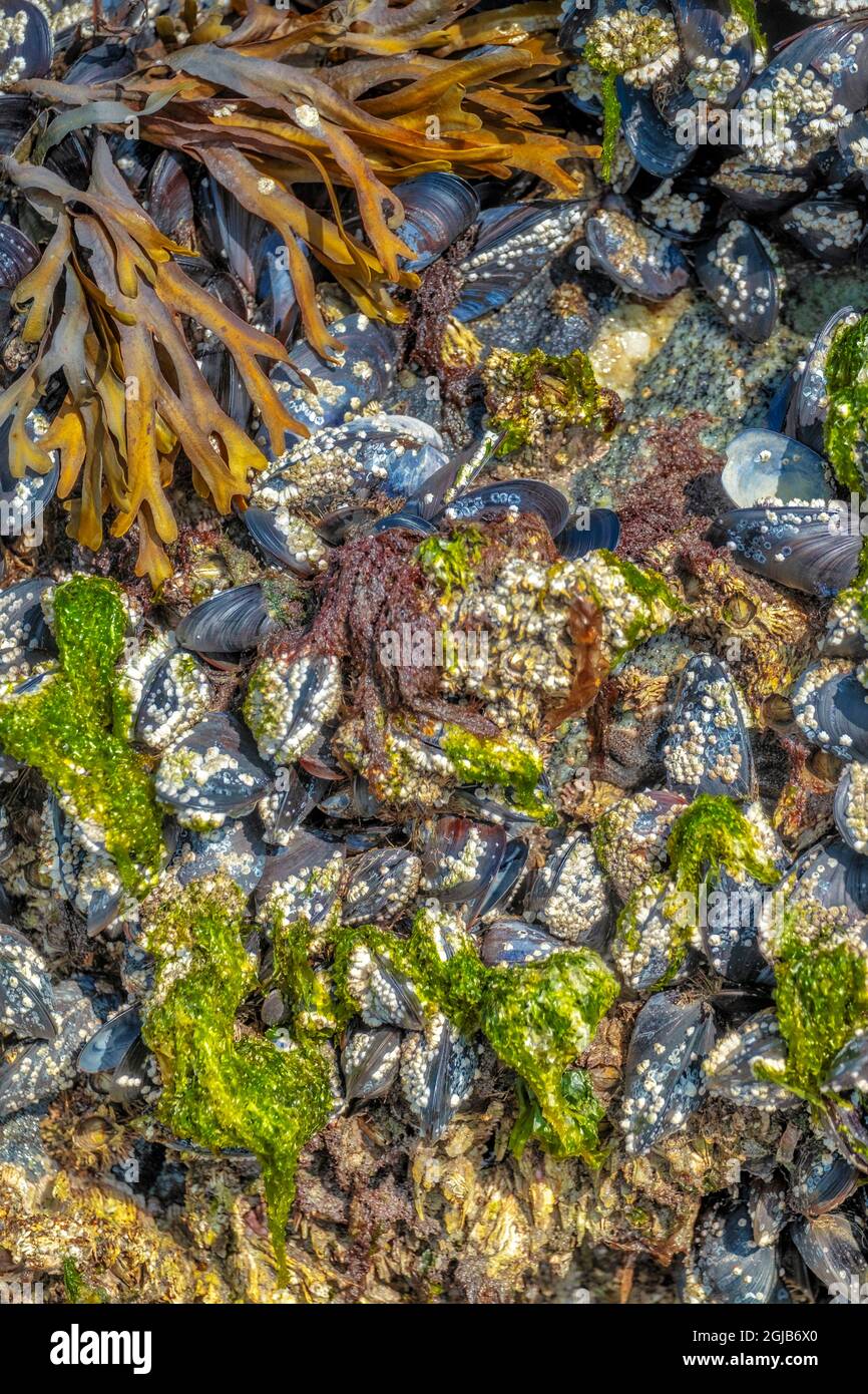Bivalve and barnacles, tidal pool, Juneau, Alaska, USA Stock Photo - Alamy