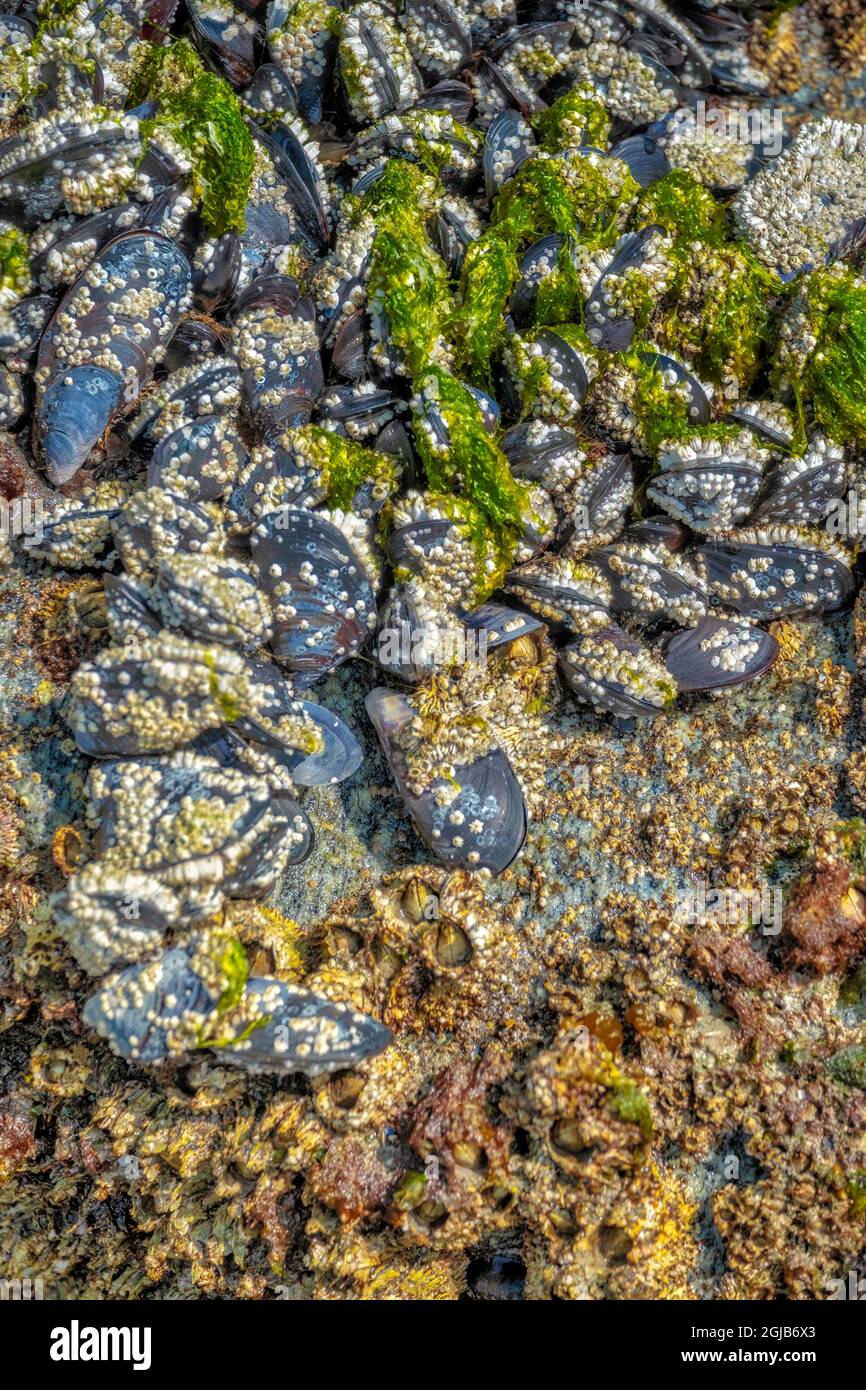 Bivalve and barnacles, tidal pool, Juneau, Alaska, USA Stock Photo - Alamy