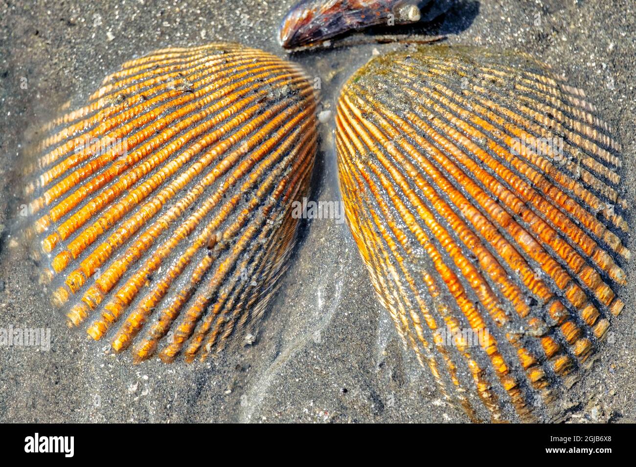 Bivalve, tidal pool, Juneau, Alaska, USA Stock Photo - Alamy