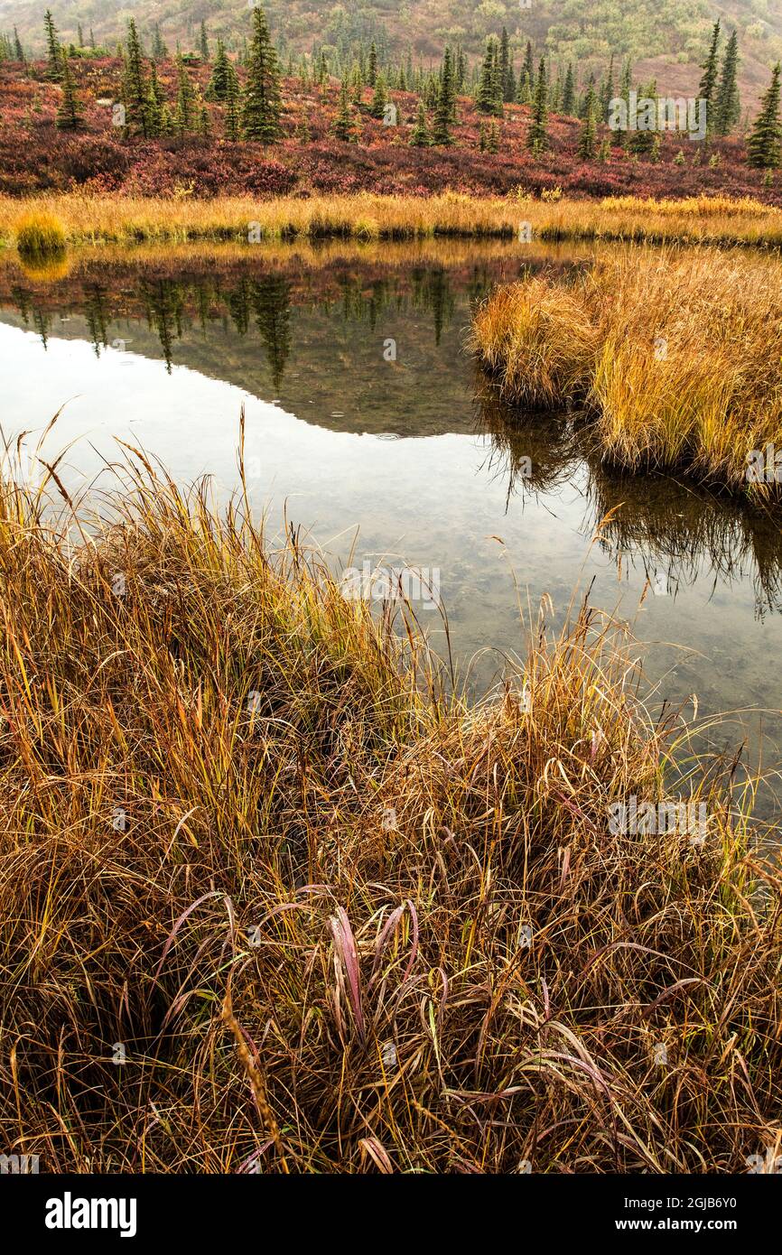 Fall Foliage, Alaska Stock Photo - Alamy
