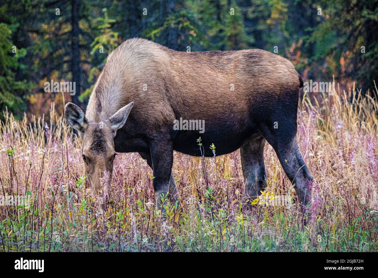 Moose grazing hi-res stock photography and images - Alamy