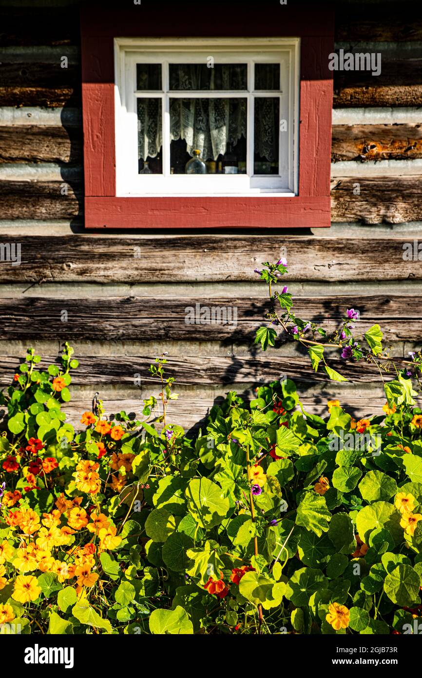 Alaska, USA, flowers, barn Stock Photo - Alamy
