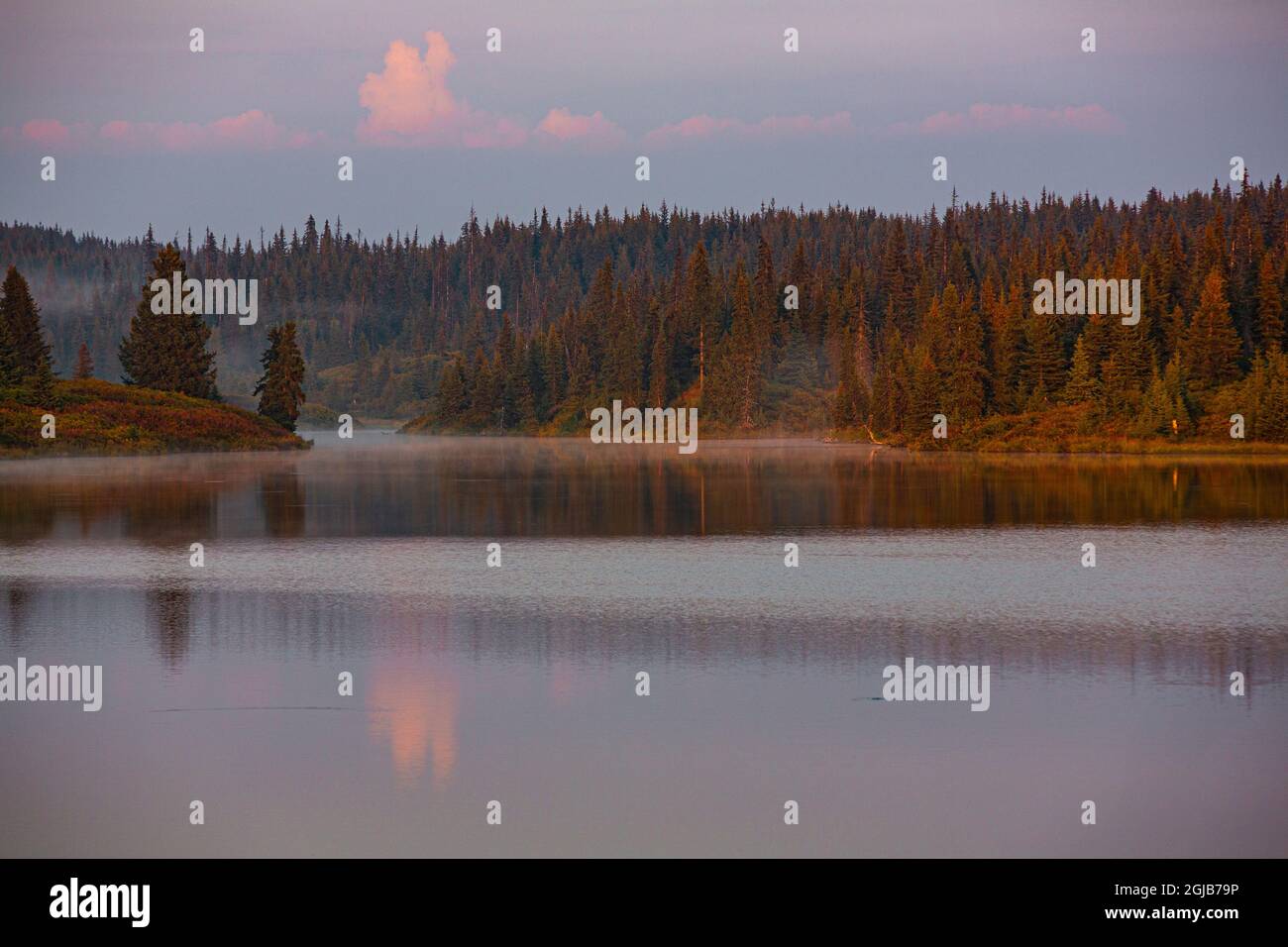 Homer, Alaska, Mist on a lake, evergreens, pastel cloud reflection ...