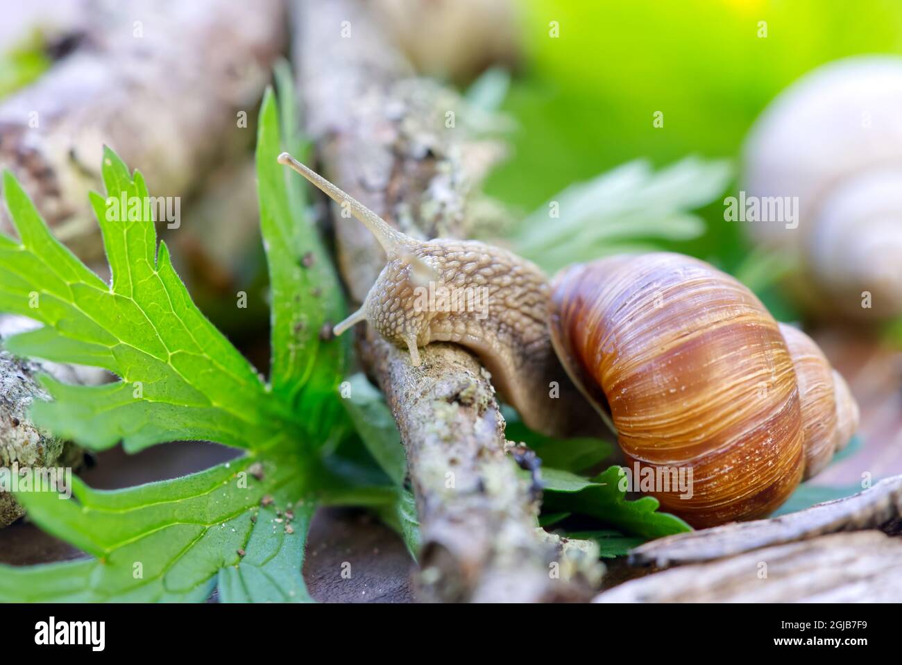 Burgundy snail Helix pomatia or escargot is a species of land snail ...