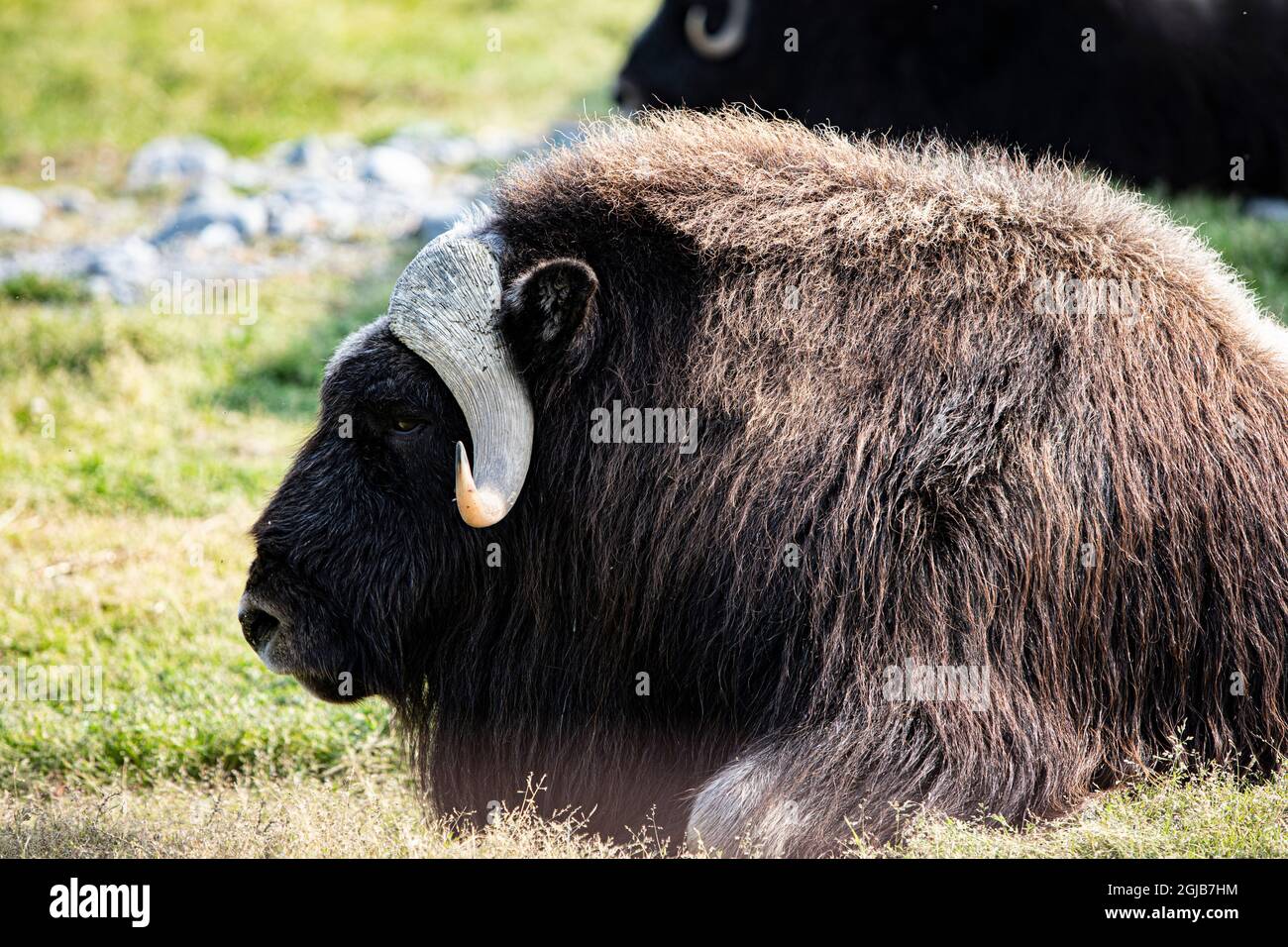 Alaska, USA, Musk Ox Stock Photo - Alamy