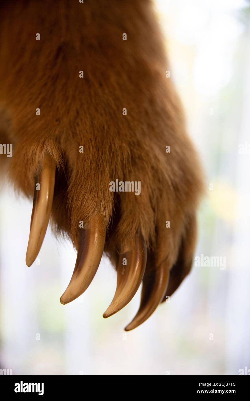 Glenn Highway, Alaska, bear paw and claws Stock Photo - Alamy