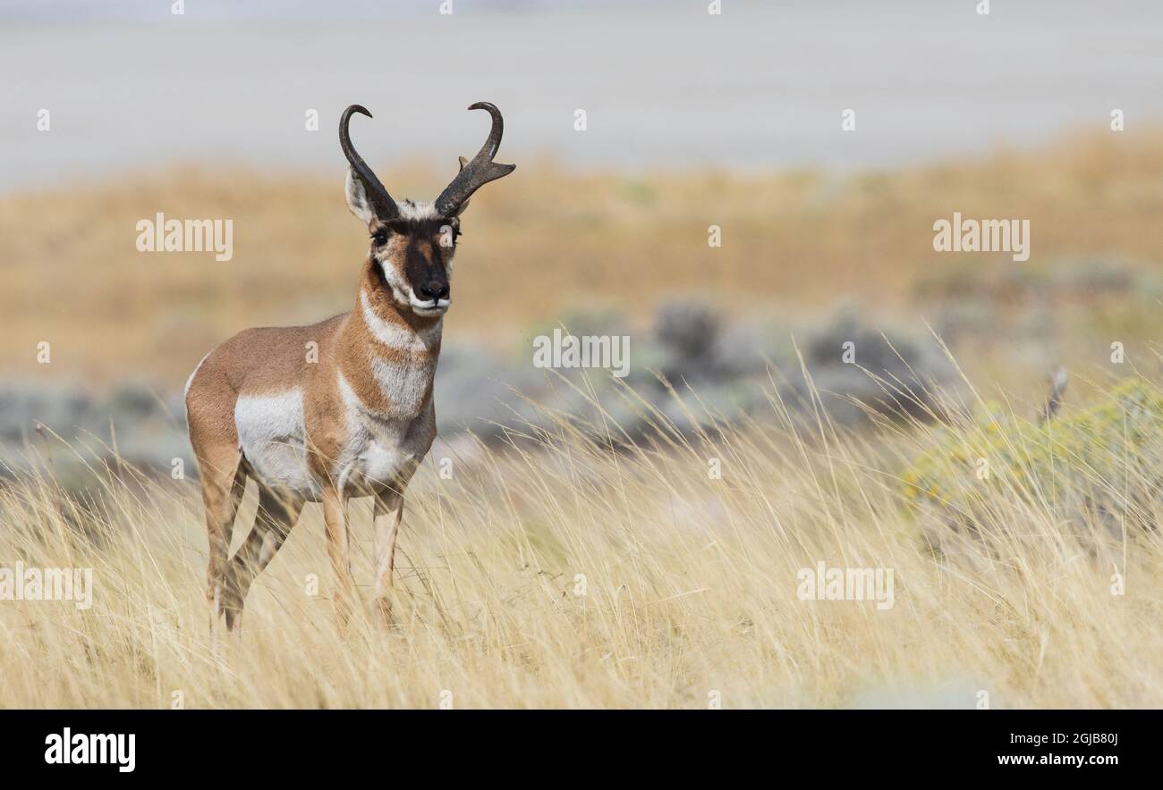 Pronghorn antelope buck Stock Photo - Alamy
